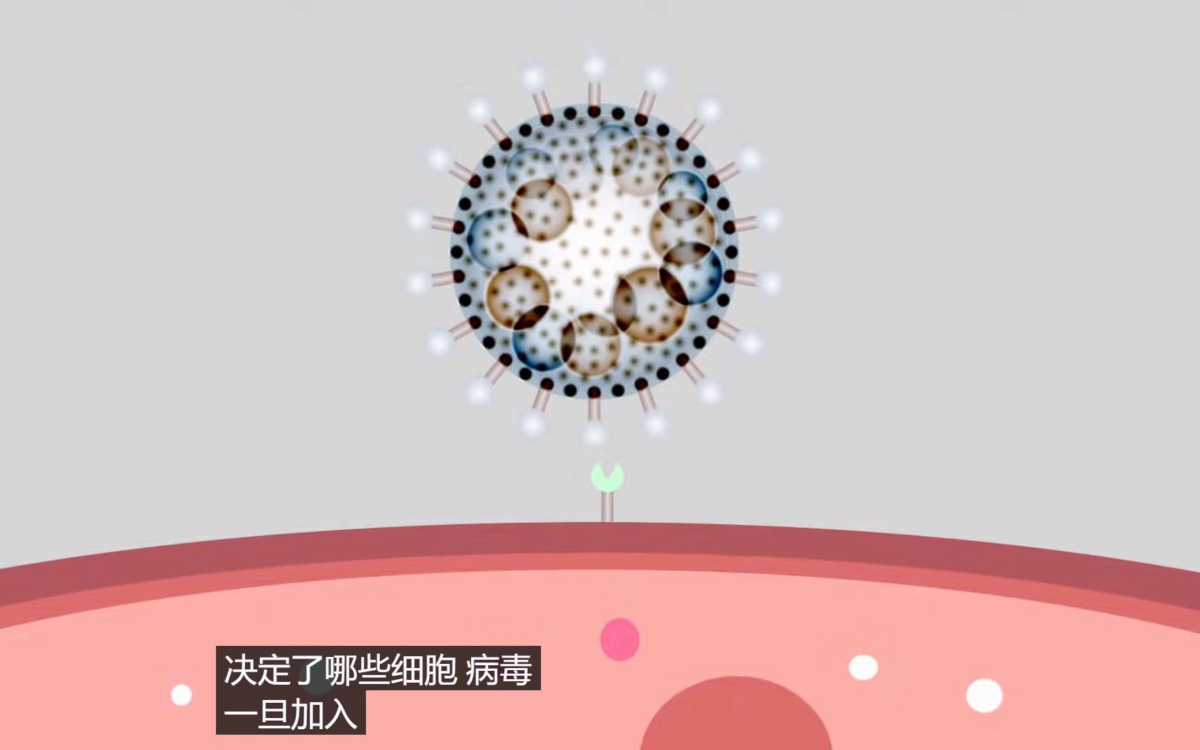 病毒工作原理(3D动态和理论介绍)