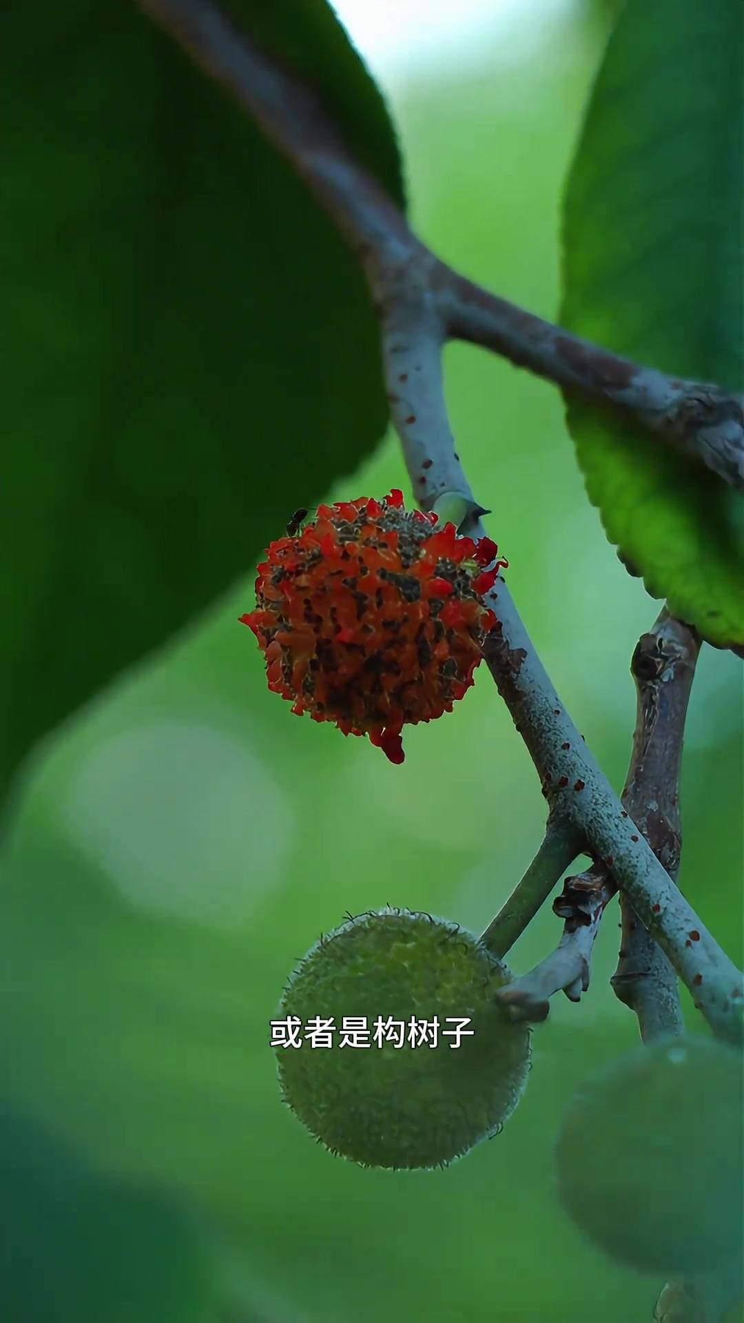 构树上的果实楮桃 #构树