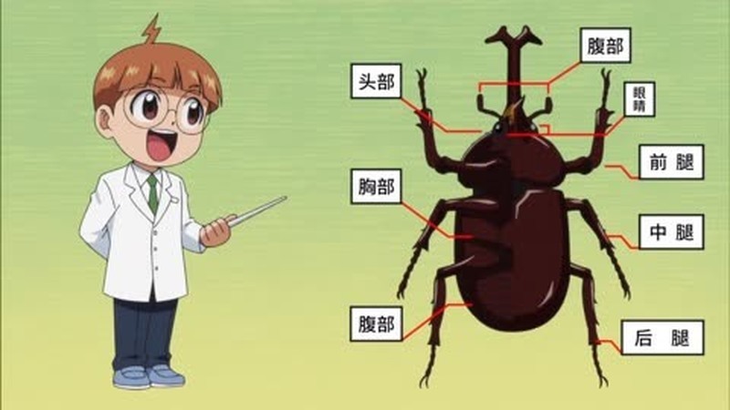 钉宫小课堂:昆虫知识科普