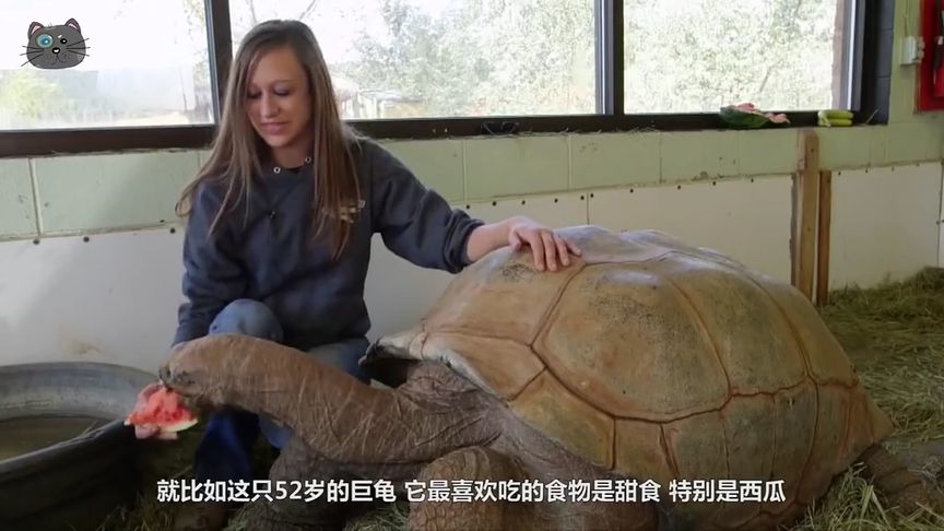 世界上体型最大的乌龟有多大?盘点那些打破世界记录的爬行动物