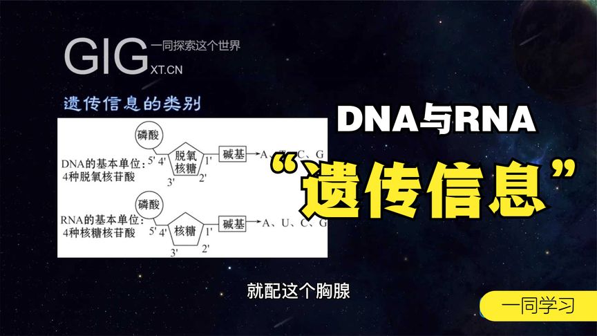 039.遗传信息之DNA与RNA详解,师承李永乐