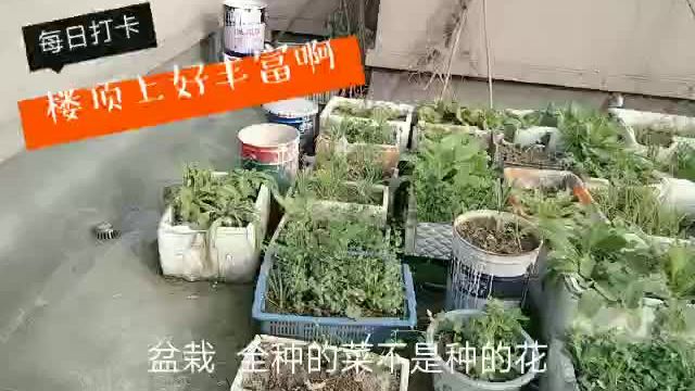 太阳好抓紧洗床单被套,星期天比上班还累