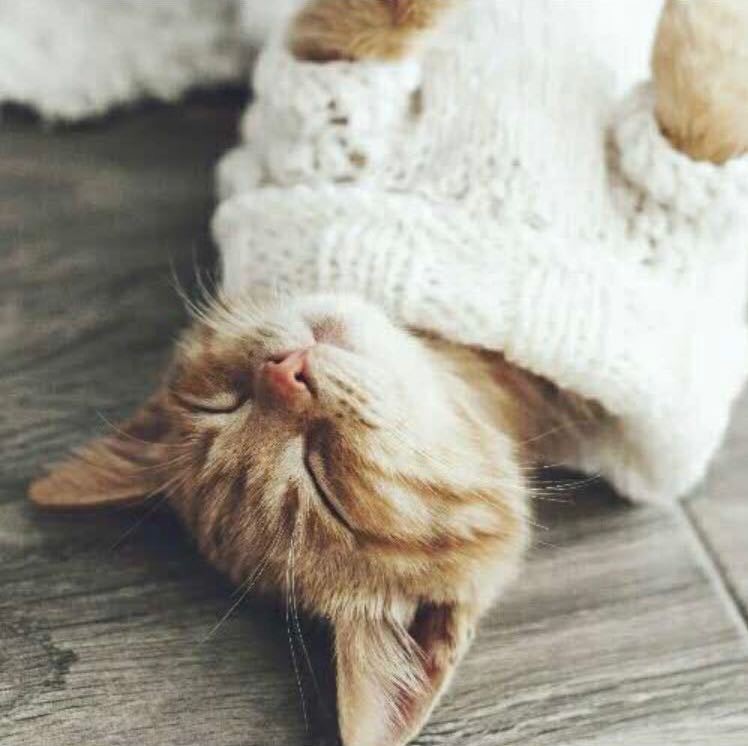 老虎的平凡生活 