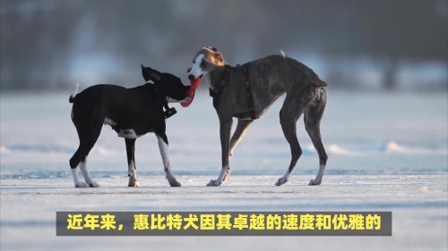 惠比特犬:600米跑成绩如何决定其售价与市场价值?