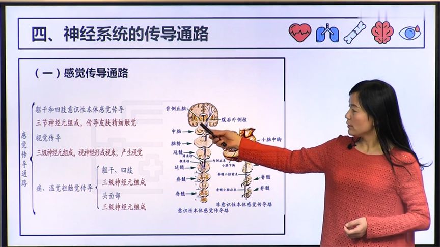 医学基础:12.1神经系统的结构和功能—神经系统的组成和结构