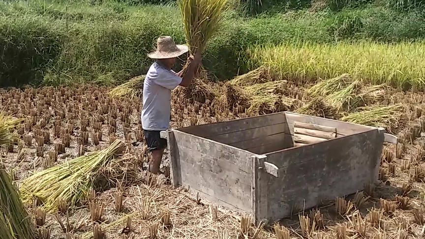 城里人没见过的,最原始的手工打稻谷