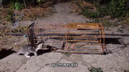 一对流浪猫母子来院子偷吃,不料母猫被关在铁笼内出不来,太惨了