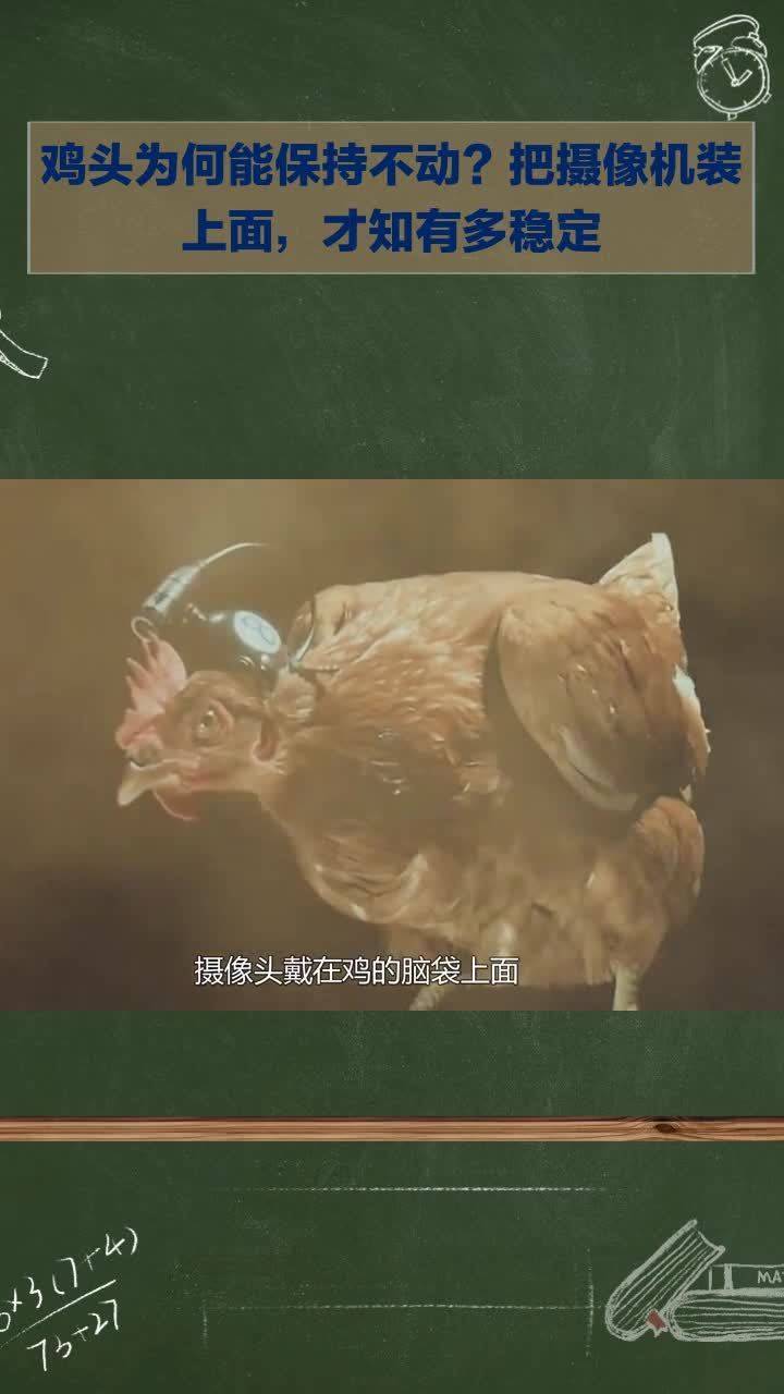 鸡头为何能保持不动?装上摄像机,才知其稳定性惊人