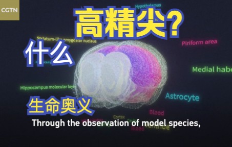 全球首批生命时空图谱,从时间和空间维度上对生命发育过程的基因和...