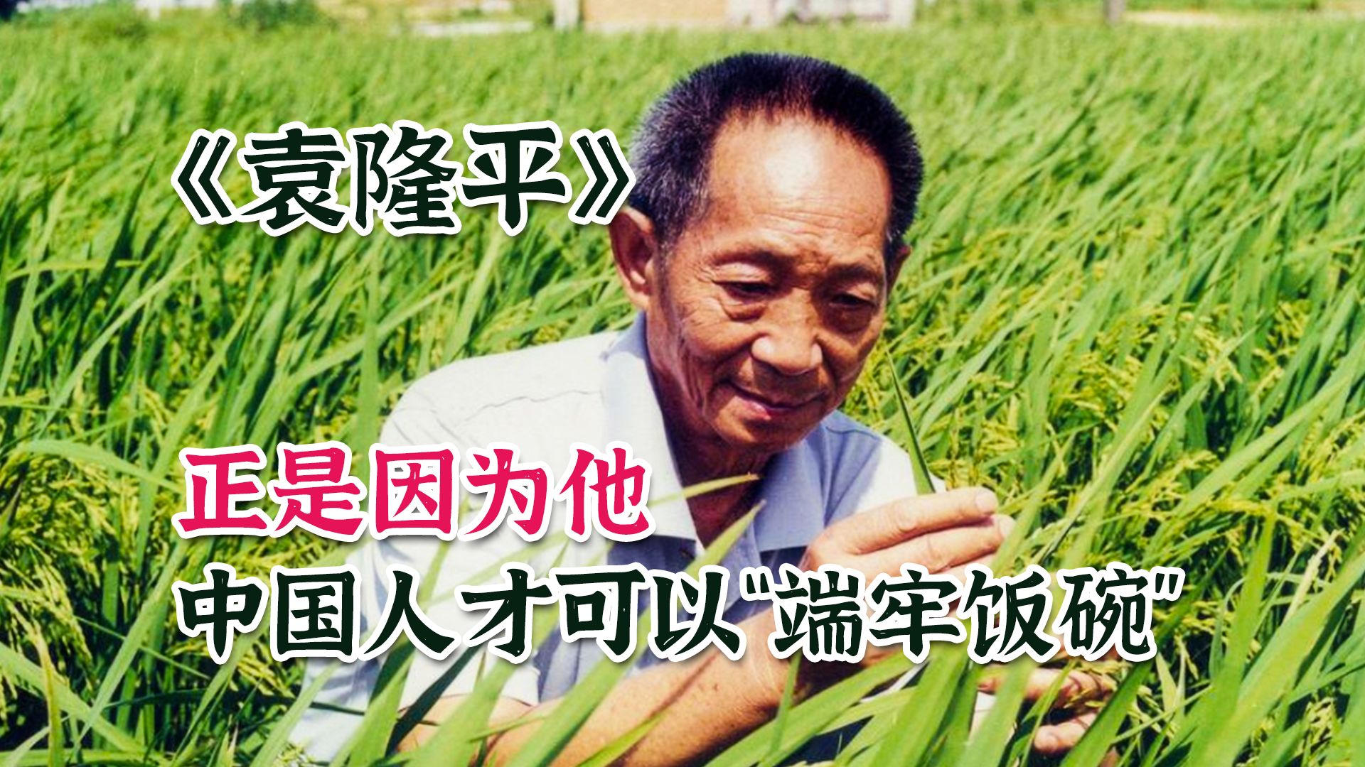袁隆平杂交水稻有多厉害?让中国人“端牢饭碗”的国家功臣!他经历了...
