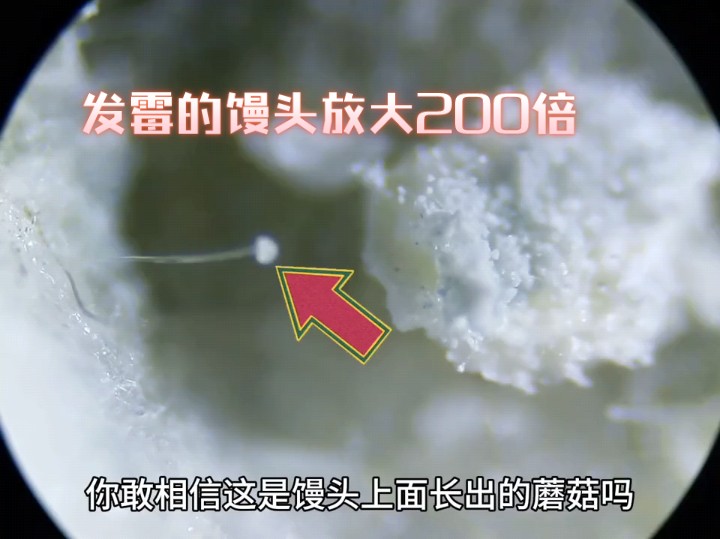 把发霉的馒头放在显微镜下放大后是什么样的?