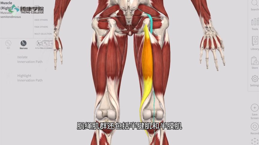 功能解剖|股二头肌