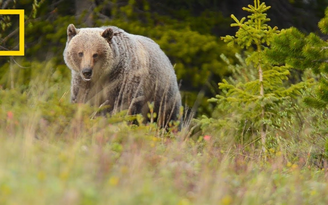 【中字】人与自然和谐相处——野生动物友好型城市|National ...