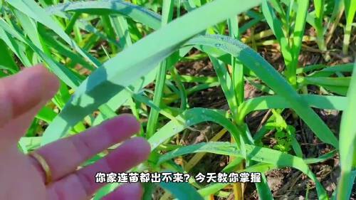 四季蒜苗种植时间表!一年四季都能种,再也不怕没蒜苗吃