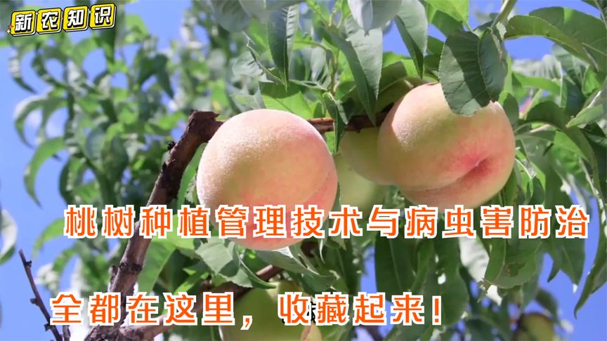 桃树种植管理技术与病虫害防治,全都在这里,收藏起来!