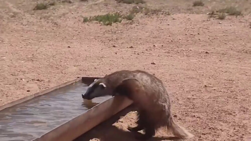 猪獾喝水被偷拍,发现后迎上前"打招呼"