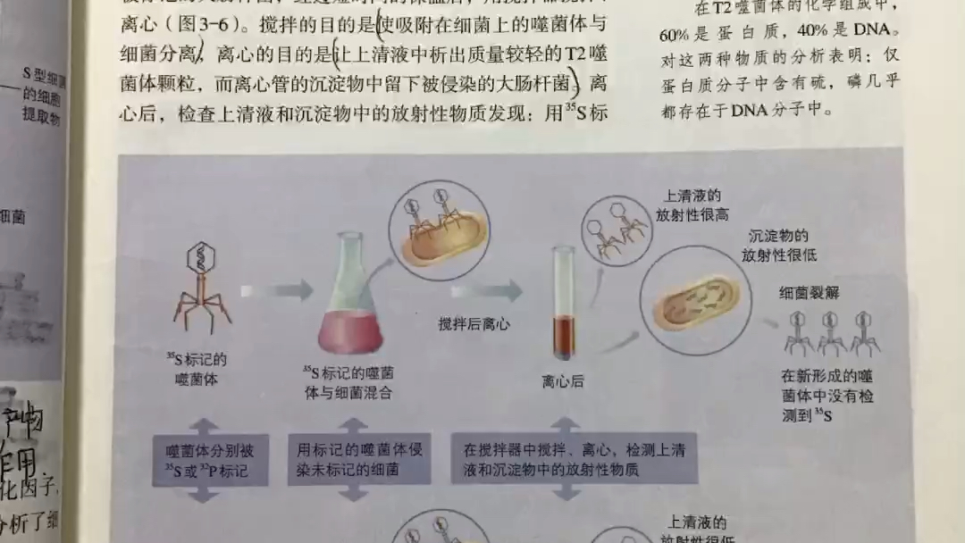 高中生物必修二新教材 噬菌体侵染大肠杆菌实验