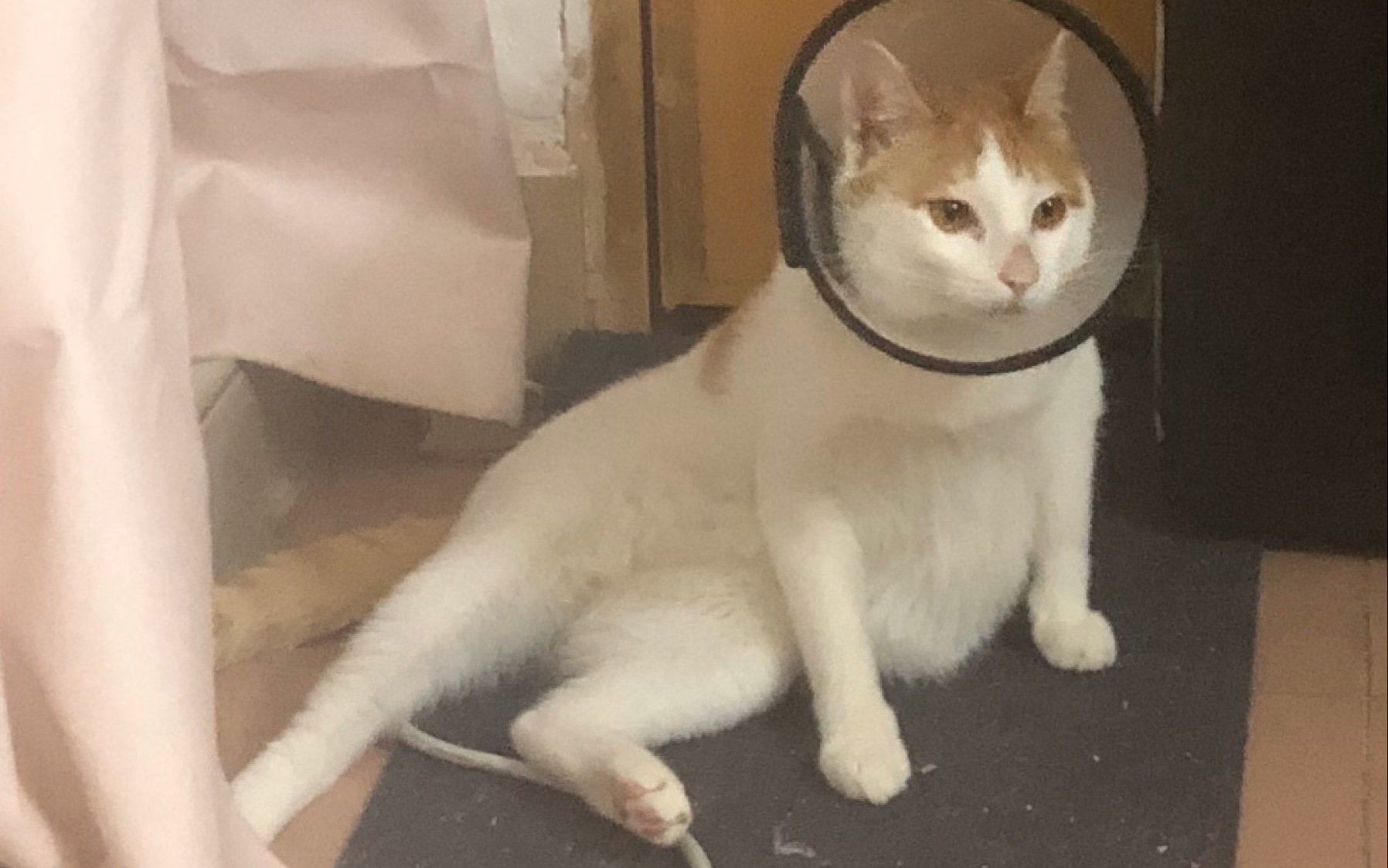 把流浪猫带回家后发生惊人变化
