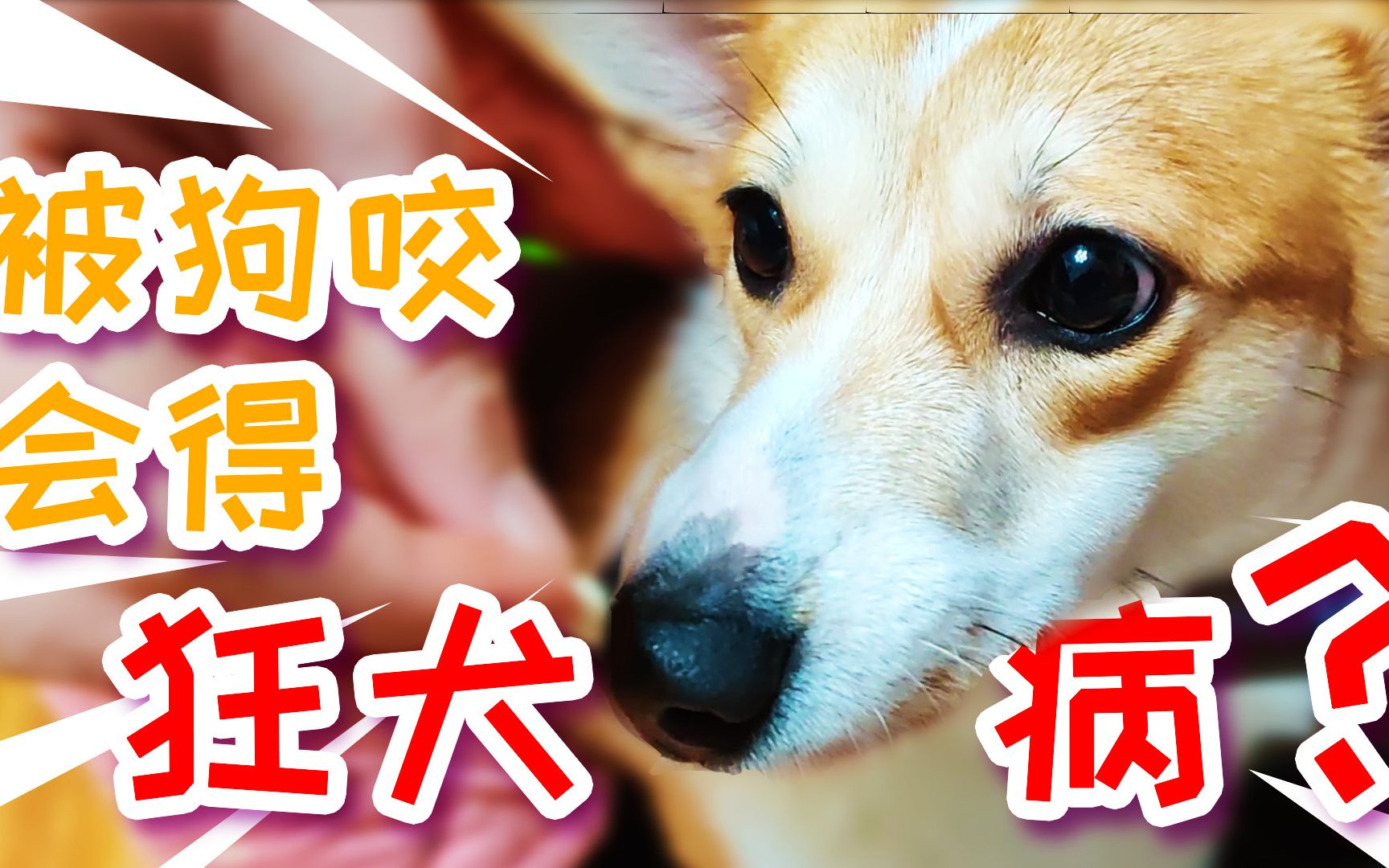 【科普】被狗咬，就会得狂犬病？真的是这样吗？