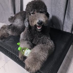 又菜又爱学的巨巨 