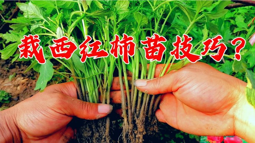 西红柿苗移栽有技巧?农村小伙这样栽,番茄秧棵棵成活高产,学学