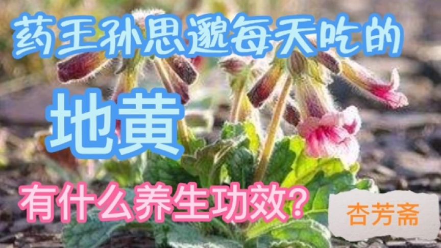 中药地黄是很多养生保健品的主药,为什么?地黄有什么功效?