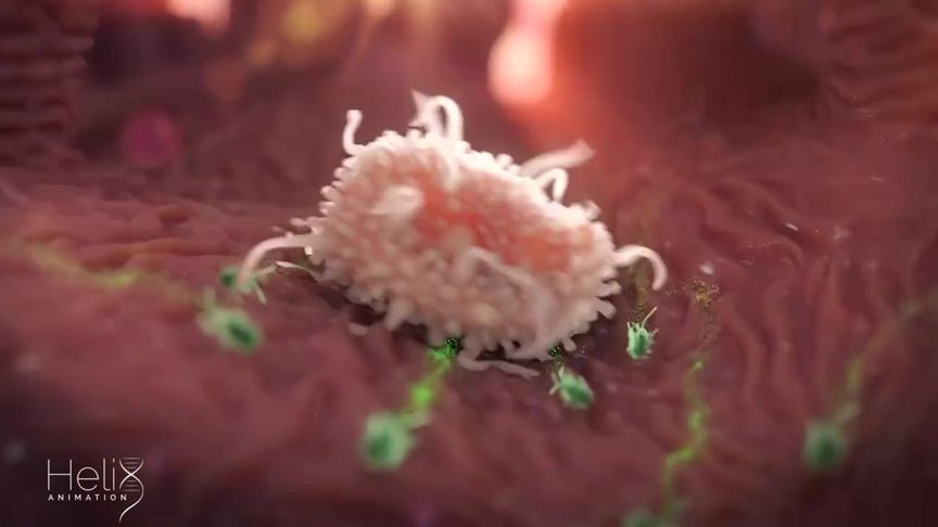 医学3D动画演示:肠道内巨噬细胞追踪并吞噬大肠杆菌的过程