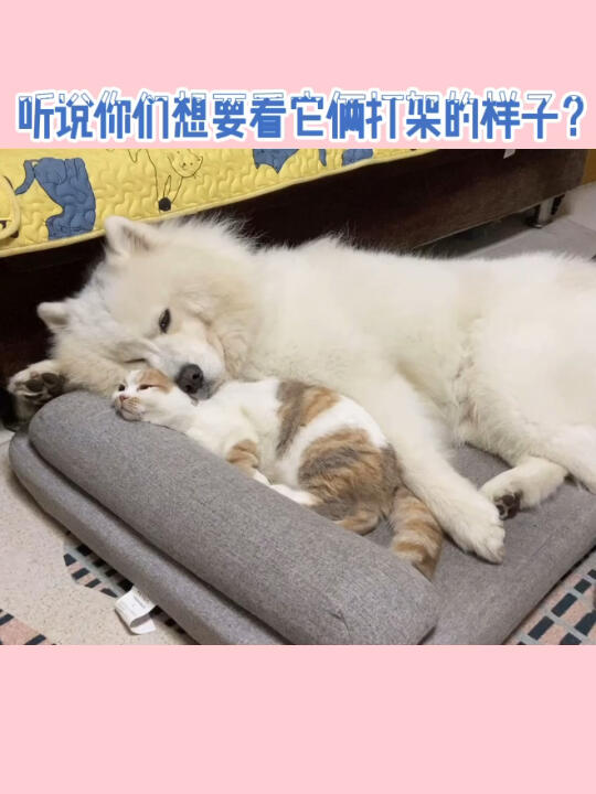 猫咪和狗狗一起养会打架吗?