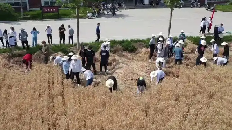 凌晨五点的麦田:90后校长与学生们的劳动教育实践
