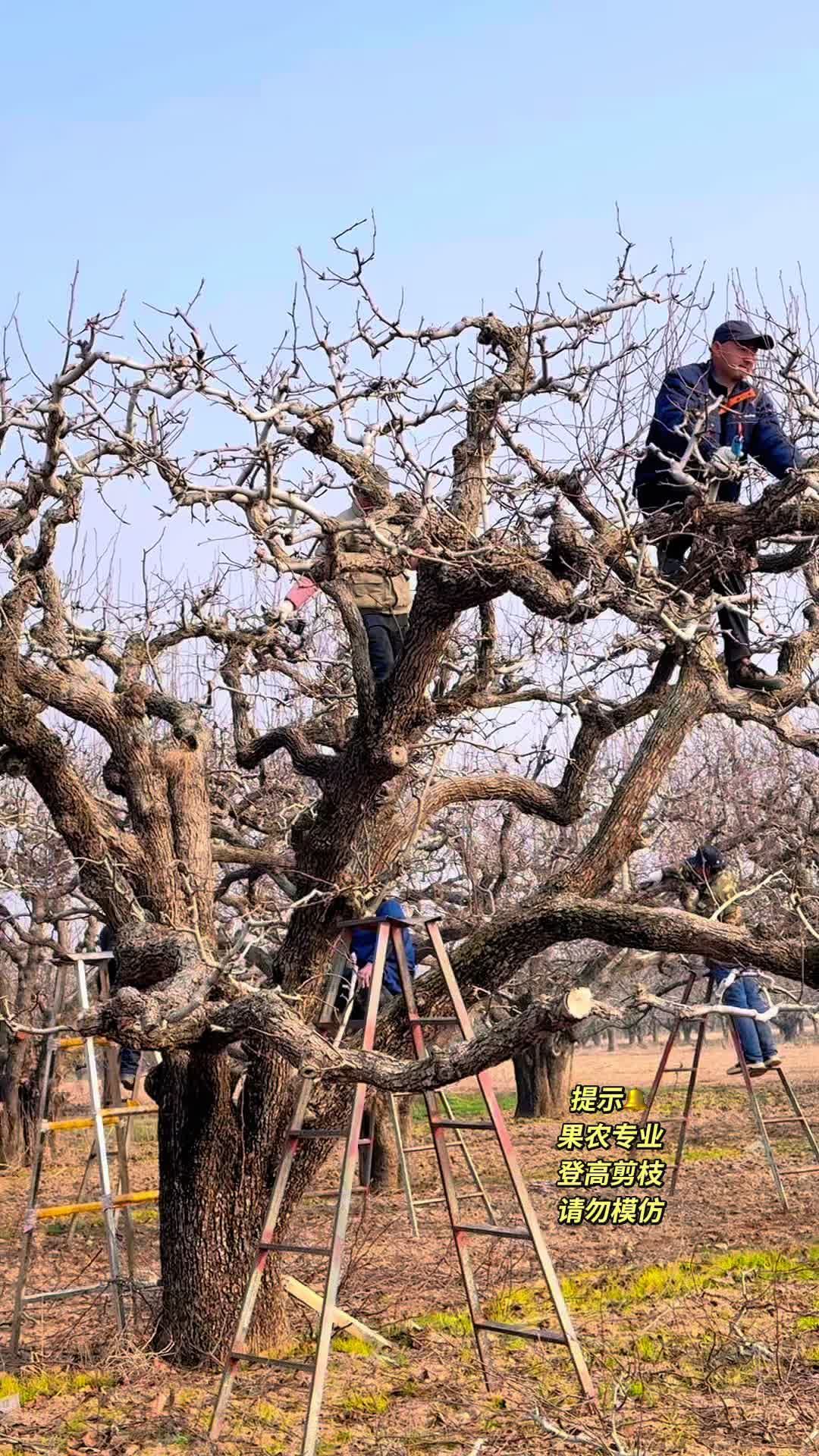 ...俺们只知道一分钱掰成两半花,汗珠子摔八瓣,才能换得这满园的梨香...