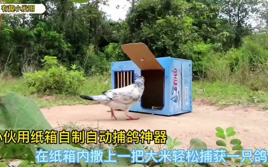 【发明家】小伙用纸箱自制捕鸽神器,一把大米就能捕获一只鸽子,制作...