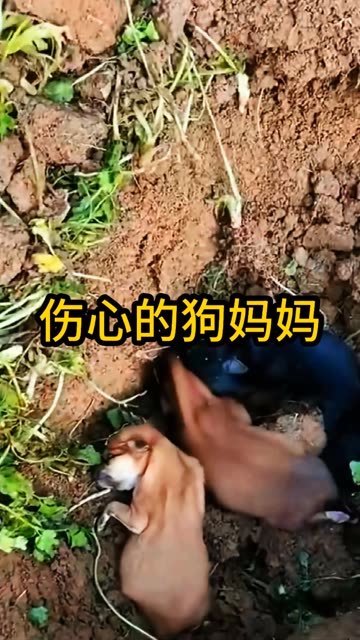 狗妈妈的孩子意外死了,它独自坐在路边守候着孩子们
