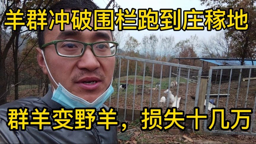 羊群无人管冲进庄稼地变成野羊,短短数月羊群全部丢失损失十几万