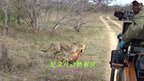 猎豹与猎物间的速度对比堪称一场精彩的速度竞赛。当猎物突然急转弯...