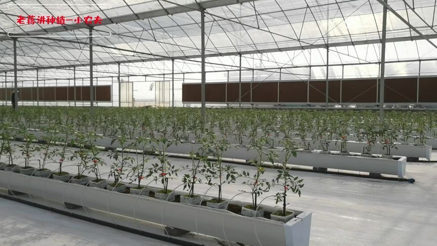 无土栽培种蔬菜没有那么难,看菜农用视频记录无土栽培准备全过程