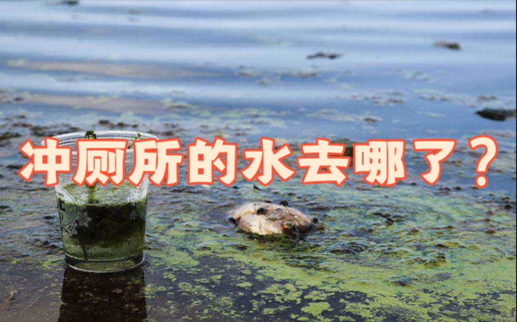 冲完厕所的水最终去哪了?经过这几个过程,可能又回到了厨房!