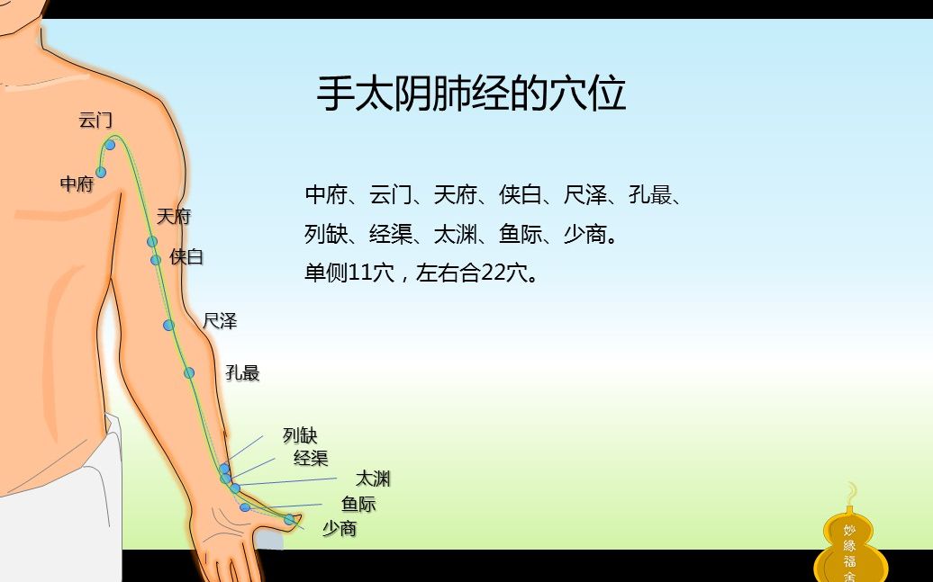 中医经络穴位全脑速记:十二正经(一)手太阴肺经