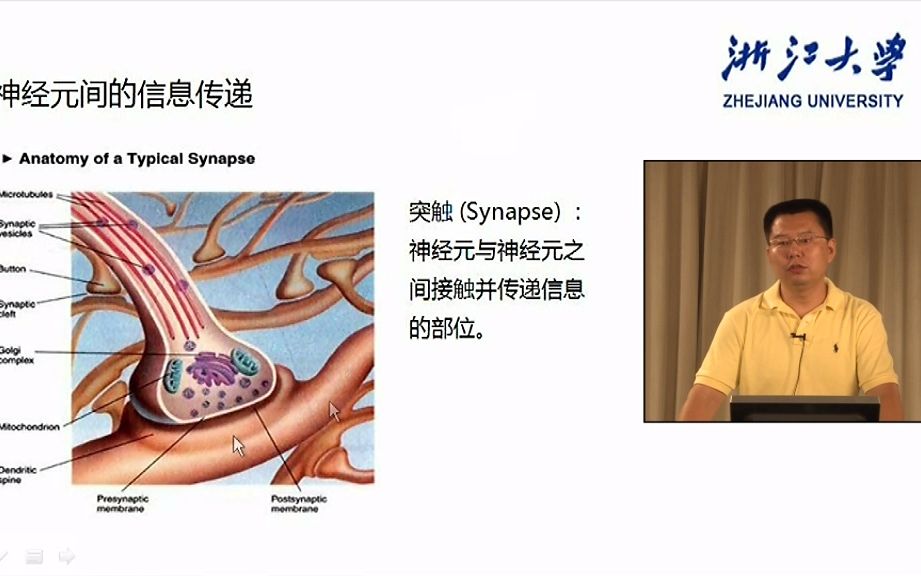 浙江大学生理学_神经元的信息传递