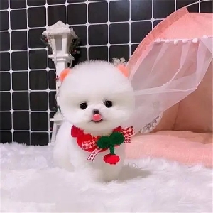 帅气的小小男孩子 