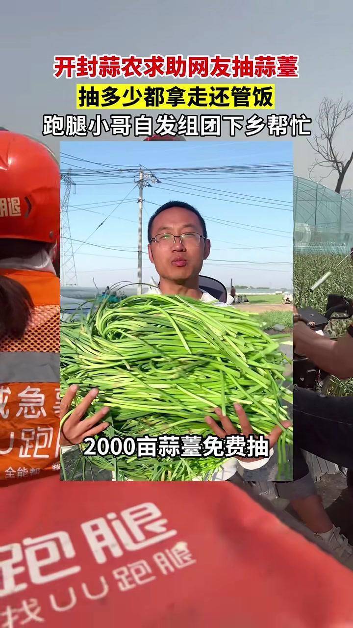 开封蒜农求助网友抽蒜薹,抽多少都拿走还管饭。蒜农:"一个礼拜之内...