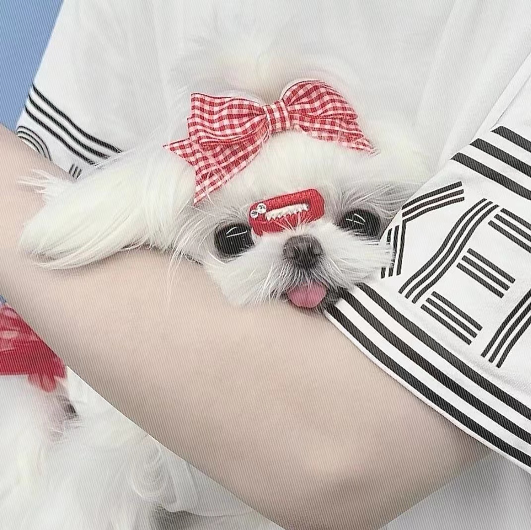 酷爱音乐的小狗 