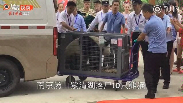 【全国首例】南京汤山紫清湖野生动物世界落户10只大熊猫