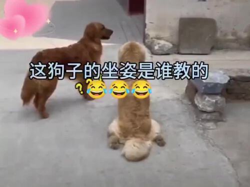 盘点那些搞笑的狗狗,你们都憋住别笑