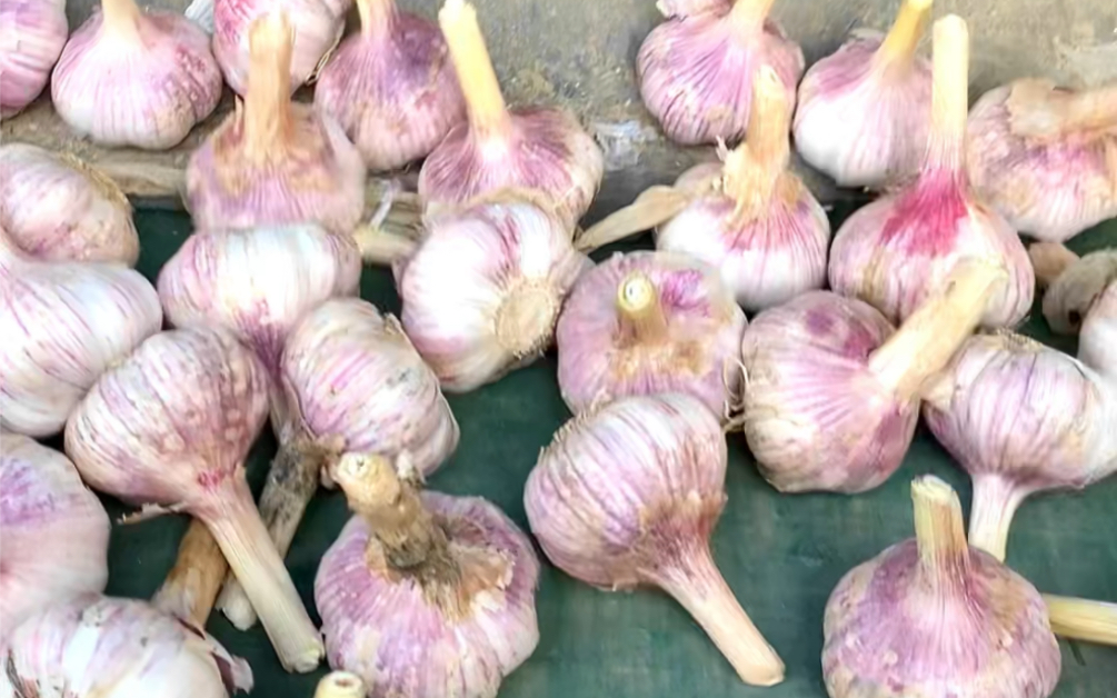 大蒜供应商 山东金中环农业