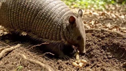 至今无解!盘点全球最诡异的动物谜团,最后一个惊掉下巴