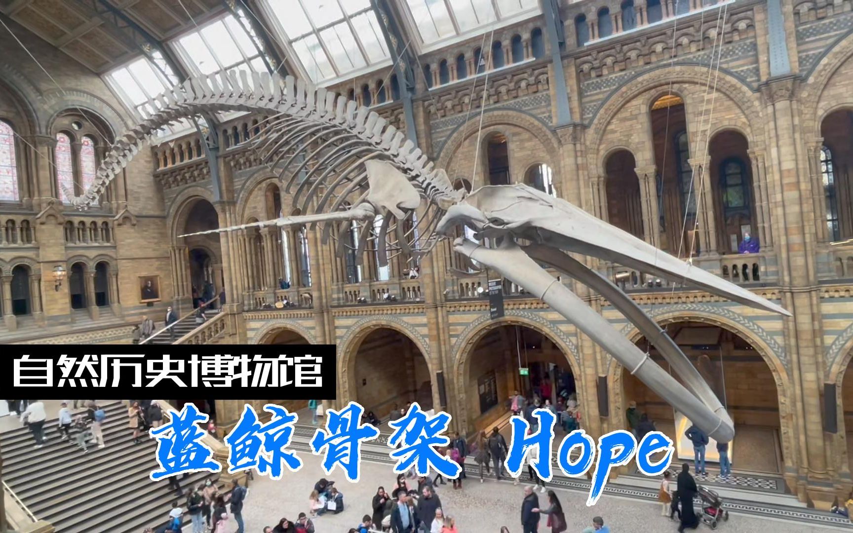 自然历史博物馆里的庞然巨物-蓝鲸骨架-Hope
