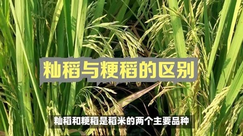 籼稻与粳稻的区别