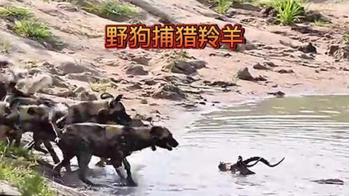 野狗群将羚羊堵水里,直到羚羊彻底崩溃,主送上门!世界野生零距离野狗