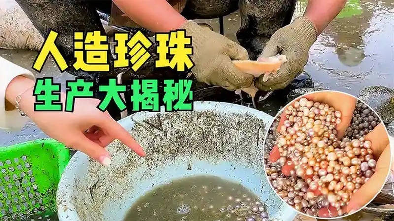 为什么淡水珍珠这么便宜?人工养殖过程告诉你答案
