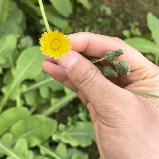 植物洞察 